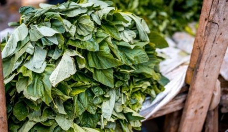 How To Increase PCV With Ugwu Juice During Pregnancy | Babymigo